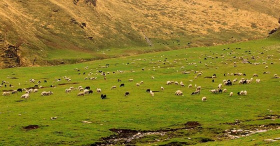 Rohru Photos, Pictures of Famous Tourist Places and Attractions ...