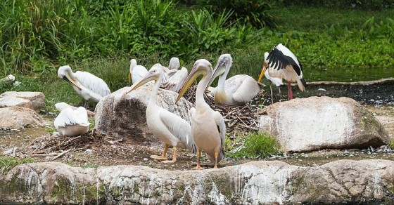 Bird Park Photos-NativePlanet