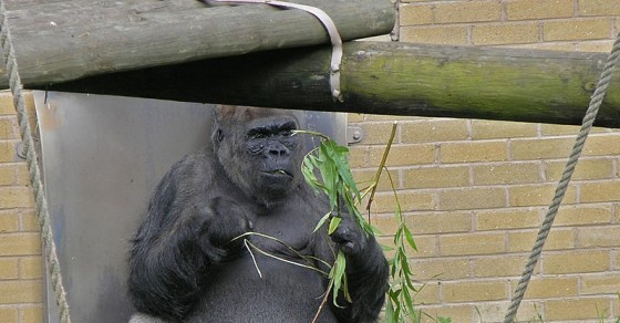 Mande Burung (Jungle Man) Photos-NativePlanet