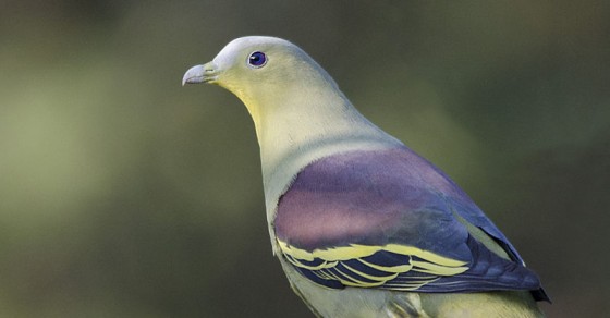 Karnala Bird Sanctuary Photos-NativePlanet