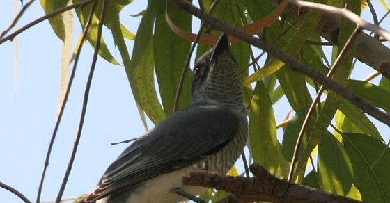 Karera Bird Sanctuary Photos-NativePlanet