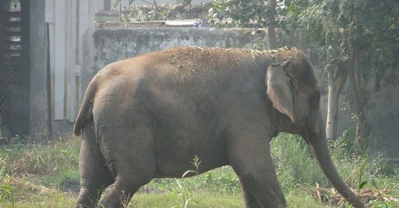 Kukrail Forest Reserve Photos-NativePlanet
