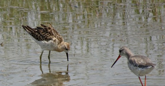 Kanjli Wetland Photos-NativePlanet