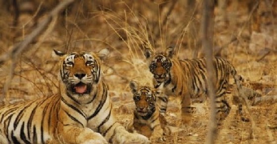Indravati National Park Photos-NativePlanet