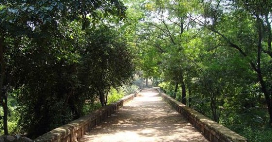 Delhi Ridge - Delhi / 2023 | Delhi Ridge Photos, Sightseeing -NativePlanet