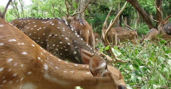 Amirthi Zoological Park - Vellore | Amirthi Zoological Park Photos ...