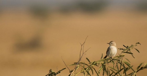 Banni Grasslands - Kutch | Banni Grasslands Photos, Sightseeing ...