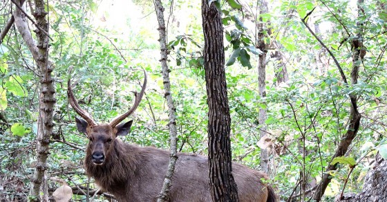 Other Animals Of Gir - Gir National Park | Other Animals Of Gir Photos ...