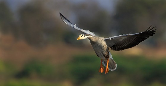 Magadi Bird Sanctuary - Gadag | Magadi Bird Sanctuary Photos ...