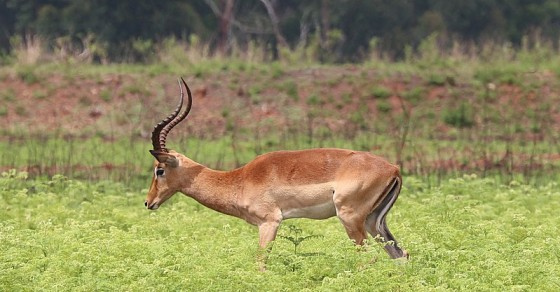 Manali Wildlife Sanctuary - Manali | Manali Wildlife Sanctuary Photos ...