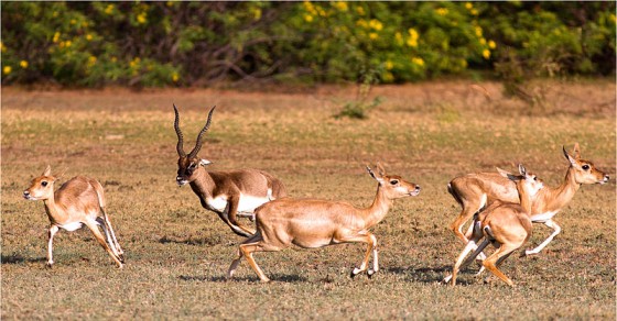 Point Calimere - Nagapattinam | Point Calimere Photos, Sightseeing ...