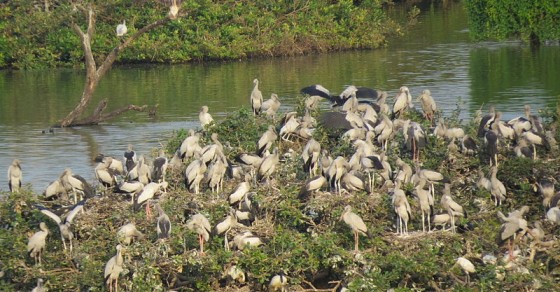 Vedanthangal Bird sanctuary - Vedanthangal | Vedanthangal Bird ...