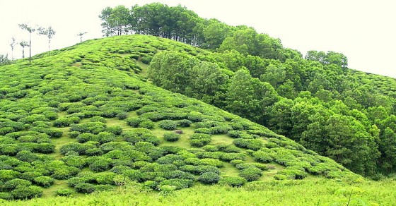 Vandiperiyar - Thekkady | Vandiperiyar Photos, Sightseeing -NativePlanet