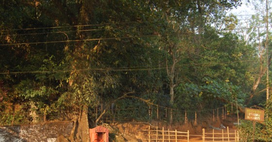 Chain Tree - Wayanad | Chain Tree Photos, Sightseeing -NativePlanet