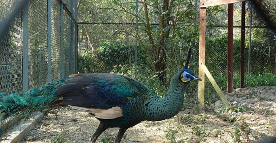 Manipur Zoological Gardens - Imphal | Manipur Zoological Gardens Photos ...