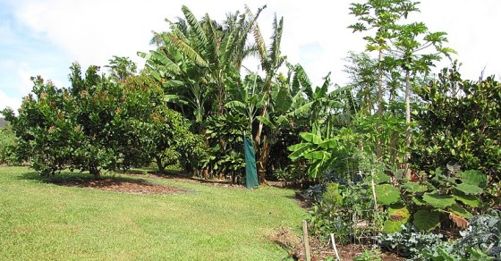 Mahamai Temple - Kotkhai | Mahamai Temple Photos, Sightseeing -NativePlanet