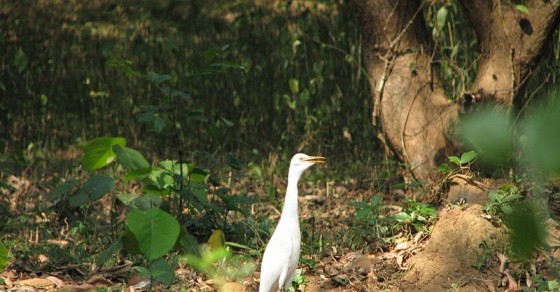 Amala Wildlife Sanctuary - Khodala | Amala Wildlife Sanctuary Photos ...