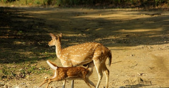 Deer Park - Almora | Deer Park Photos, Sightseeing -NativePlanet