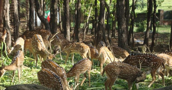 Malsi Deer Park - Dehradun | Malsi Deer Park Photos, Sightseeing ...