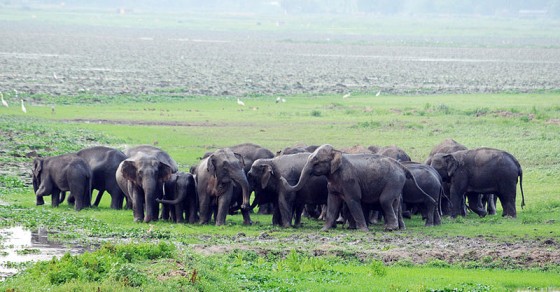 Sonai Rupai Wildlife Sanctuary - National Parks in Assam | Sonai Rupai ...