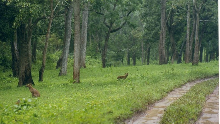 Nagarhole Tourism, Travel Guide & Tourist Places in Nagarhole-NativePlanet