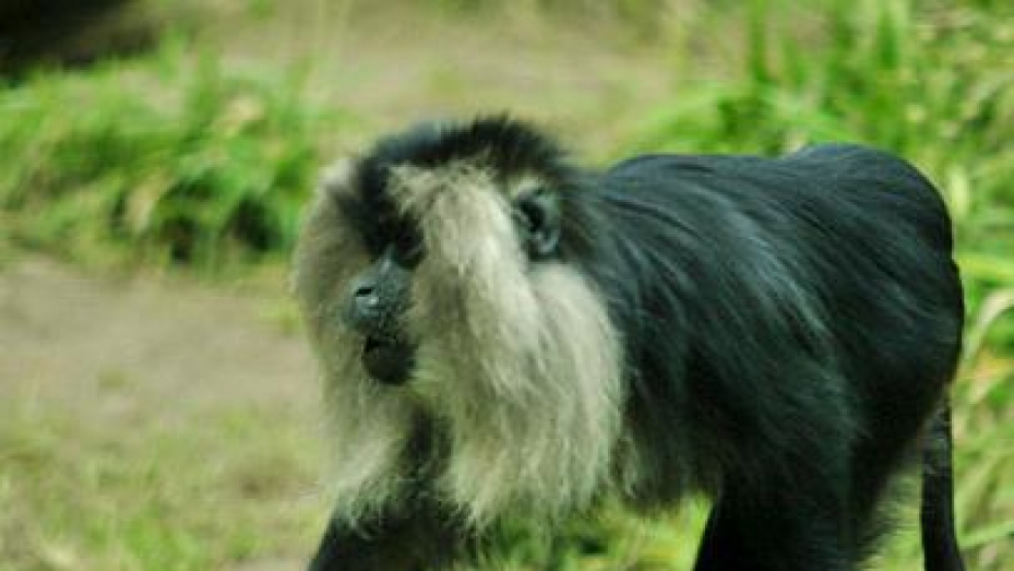 Shimoga Tourism, Travel Guide & Tourist Places in Shimoga-NativePlanet