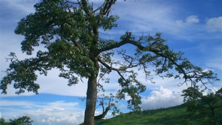 Imphal Tourism, Travel Guide & Tourist Places in Imphal-NativePlanet
