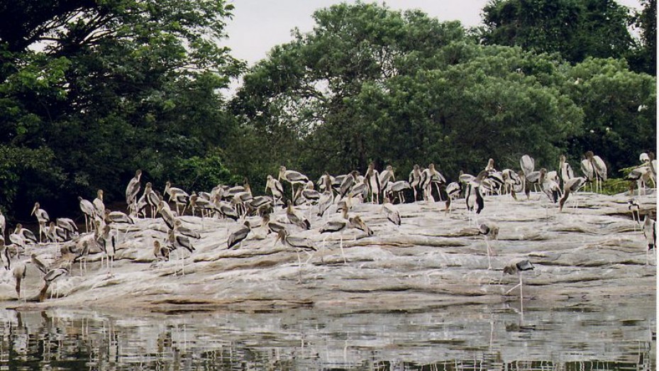 Ranganathittu Bird Sanctuary Photos-NativePlanet