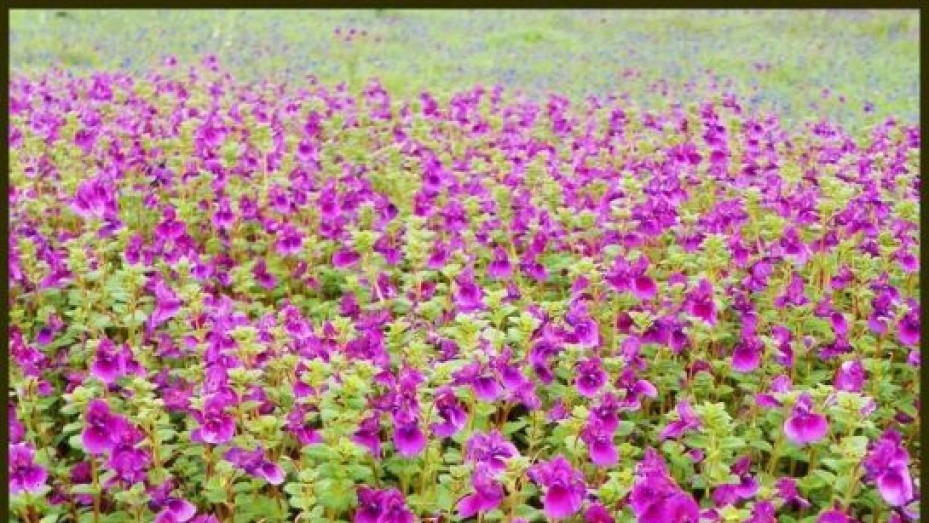 Kaas Plateau And Kaas Lake Photos-NativePlanet