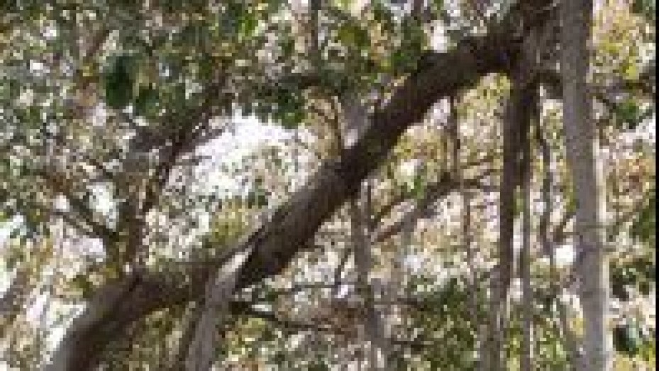 Kheda Photos, Pictures of Famous Tourist Places and Attractions ...