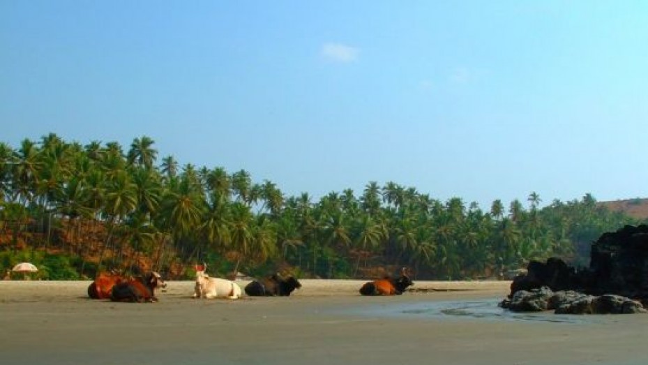 Goa Photos, Pictures of Famous Tourist Places and Attractions-NativePlanet