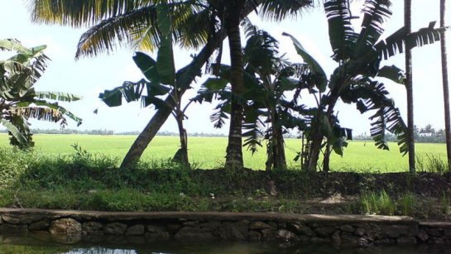 Kuttanad Photos-NativePlanet