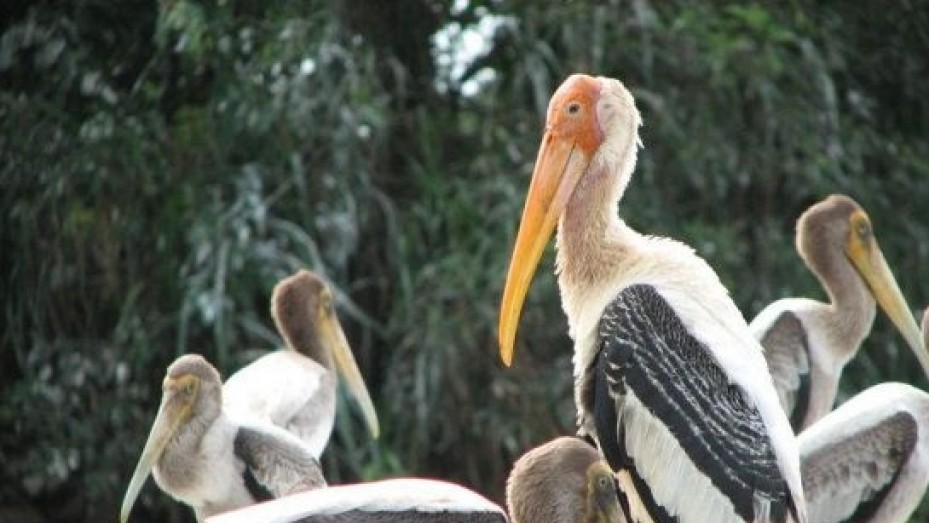 Ranganathittu Bird Sanctuary Photos-NativePlanet
