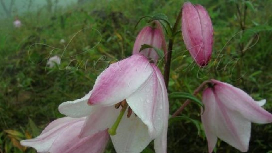 Ukhrul Photos, Pictures of Famous Tourist Places and Attractions ...