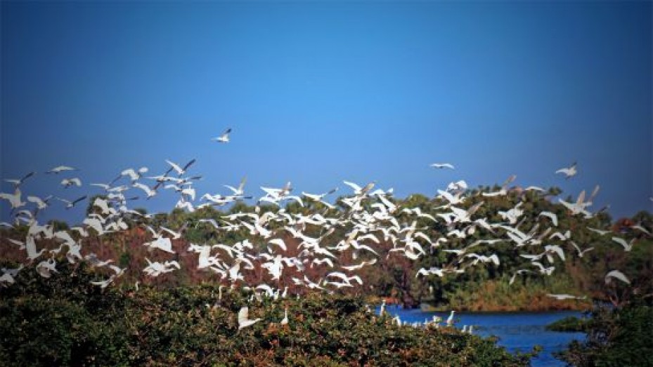 Vedanthangal Bird Sanctuary Photos-NativePlanet