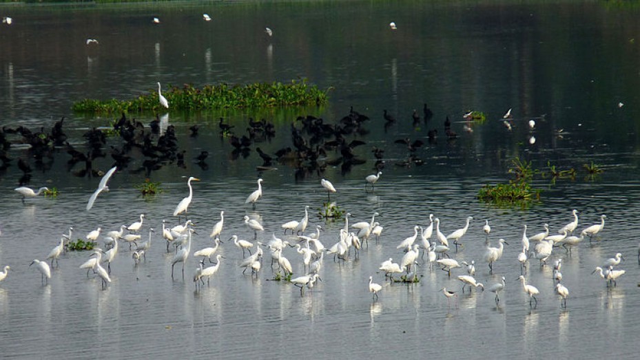 Singanallur Lake - Coimbatore | Singanallur Lake Photos, Sightseeing ...