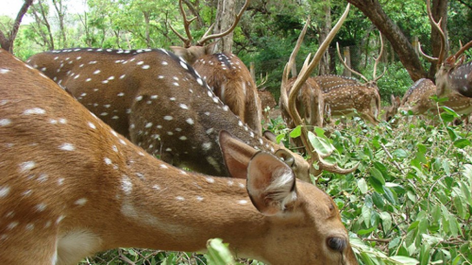Amirthi Zoological Park - Vellore | Amirthi Zoological Park Photos ...