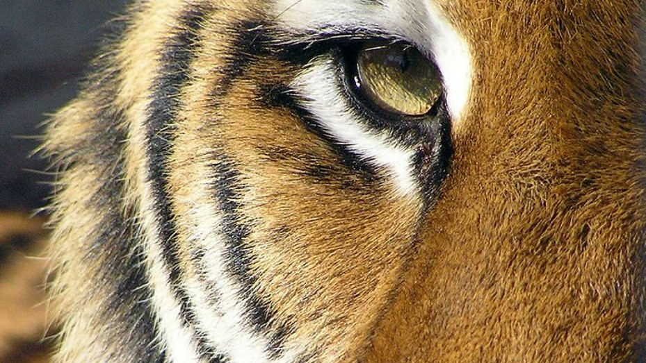 Pilibhit Photos, Pictures of Famous Tourist Places and Attractions ...