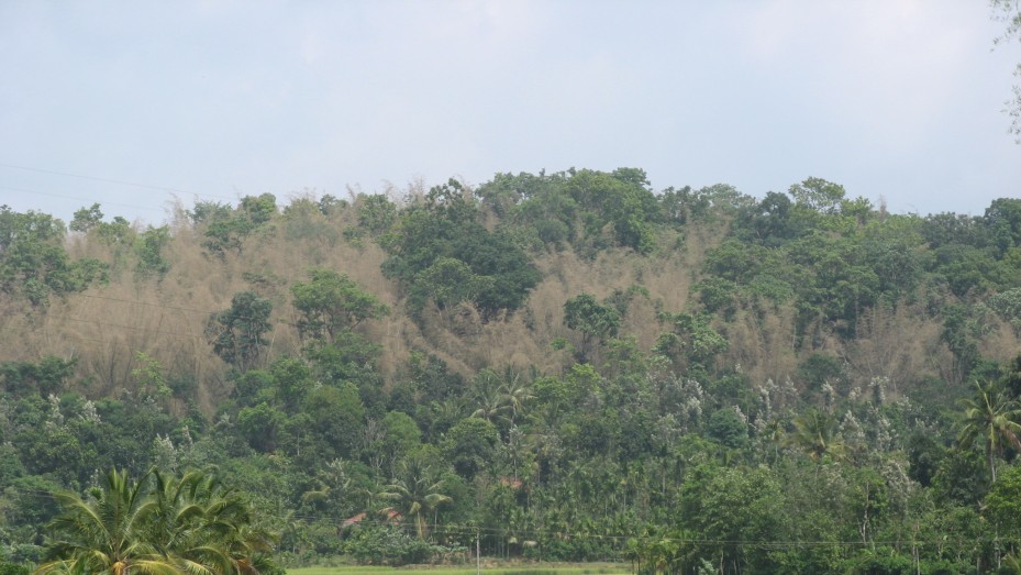 Kuruva Dweep Photos-NativePlanet