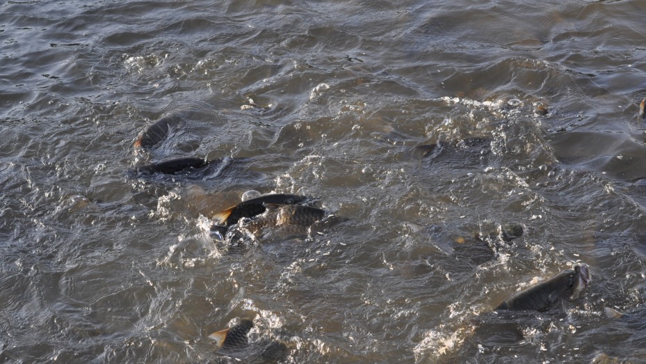 Sringeri Photos, Pictures of Famous Tourist Places and Attractions ...