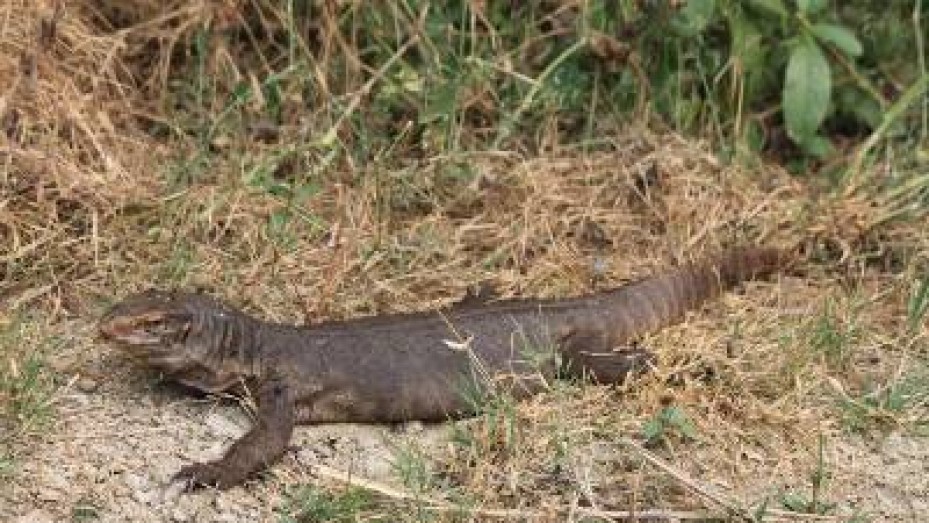 West Champaran Photos, Pictures of Famous Tourist Places and ...