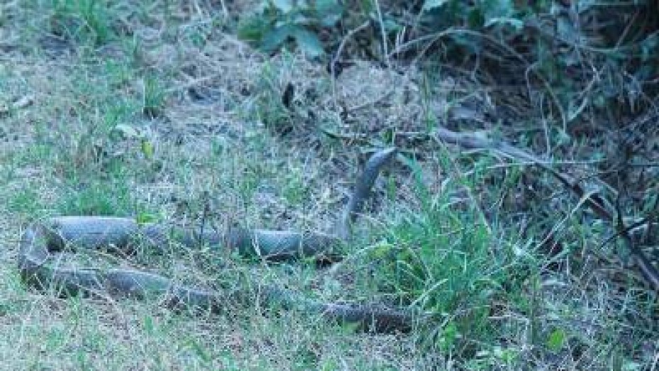 West Champaran Photos, Pictures of Famous Tourist Places and ...