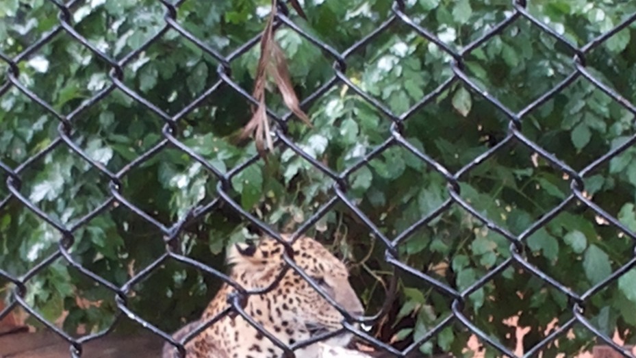 Mysore Zoo Photos-NativePlanet