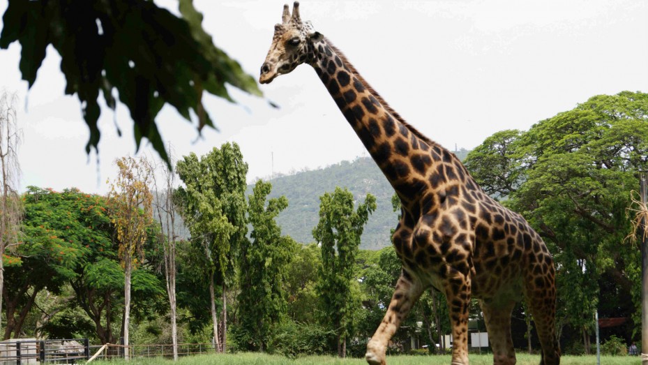 Mysore Zoo Photos-NativePlanet