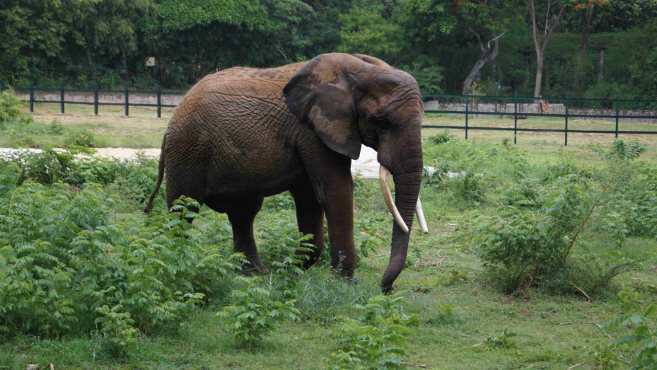 Mysore Zoo Photos-NativePlanet
