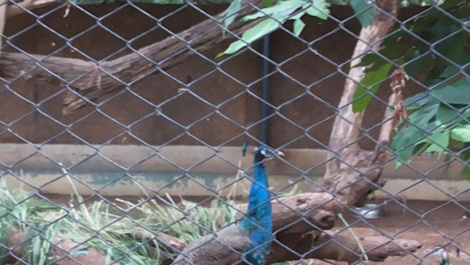 Mysore Zoo Photos-NativePlanet