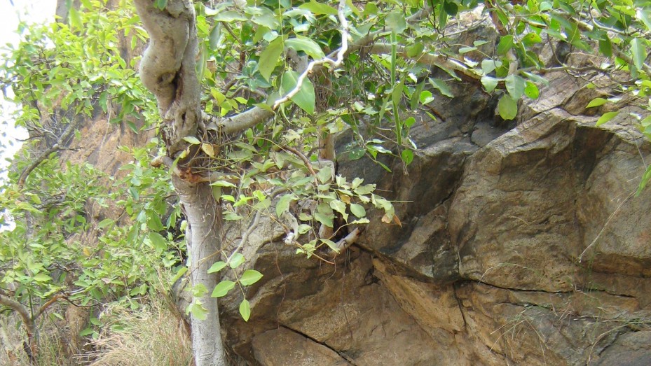 Muthathi Photos, Pictures of Famous Tourist Places and Attractions ...