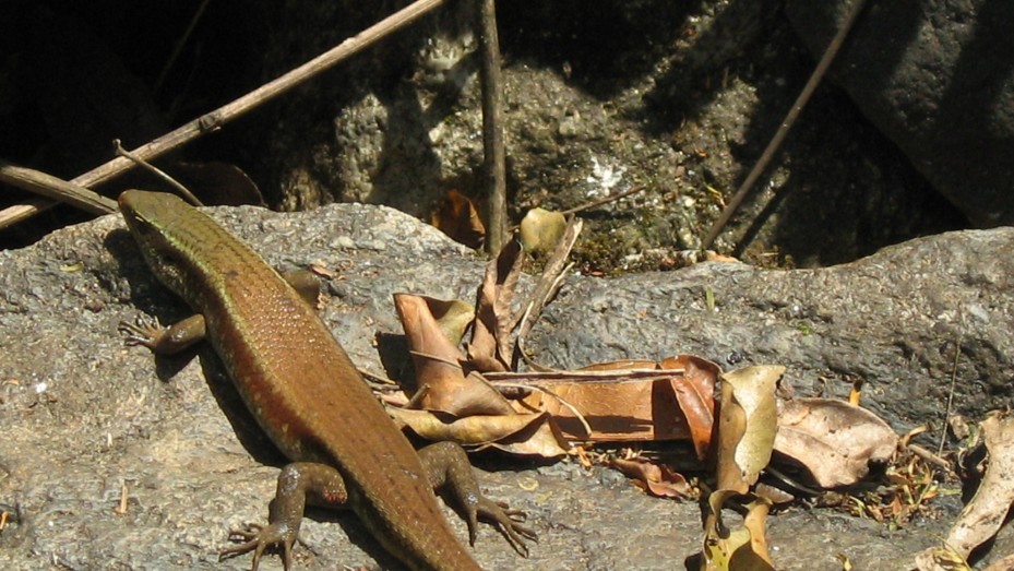 Iruppu Falls Photos-NativePlanet