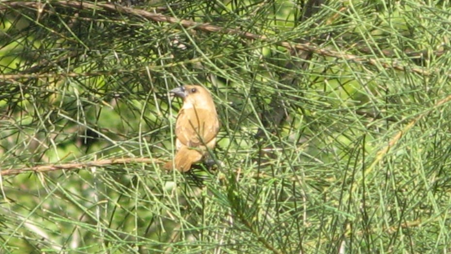 Ranganathittu Bird Sanctuary Photos-NativePlanet