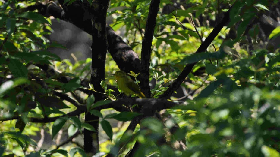 Sharavathi Valley Wildlife Sanctuary Photos-NativePlanet